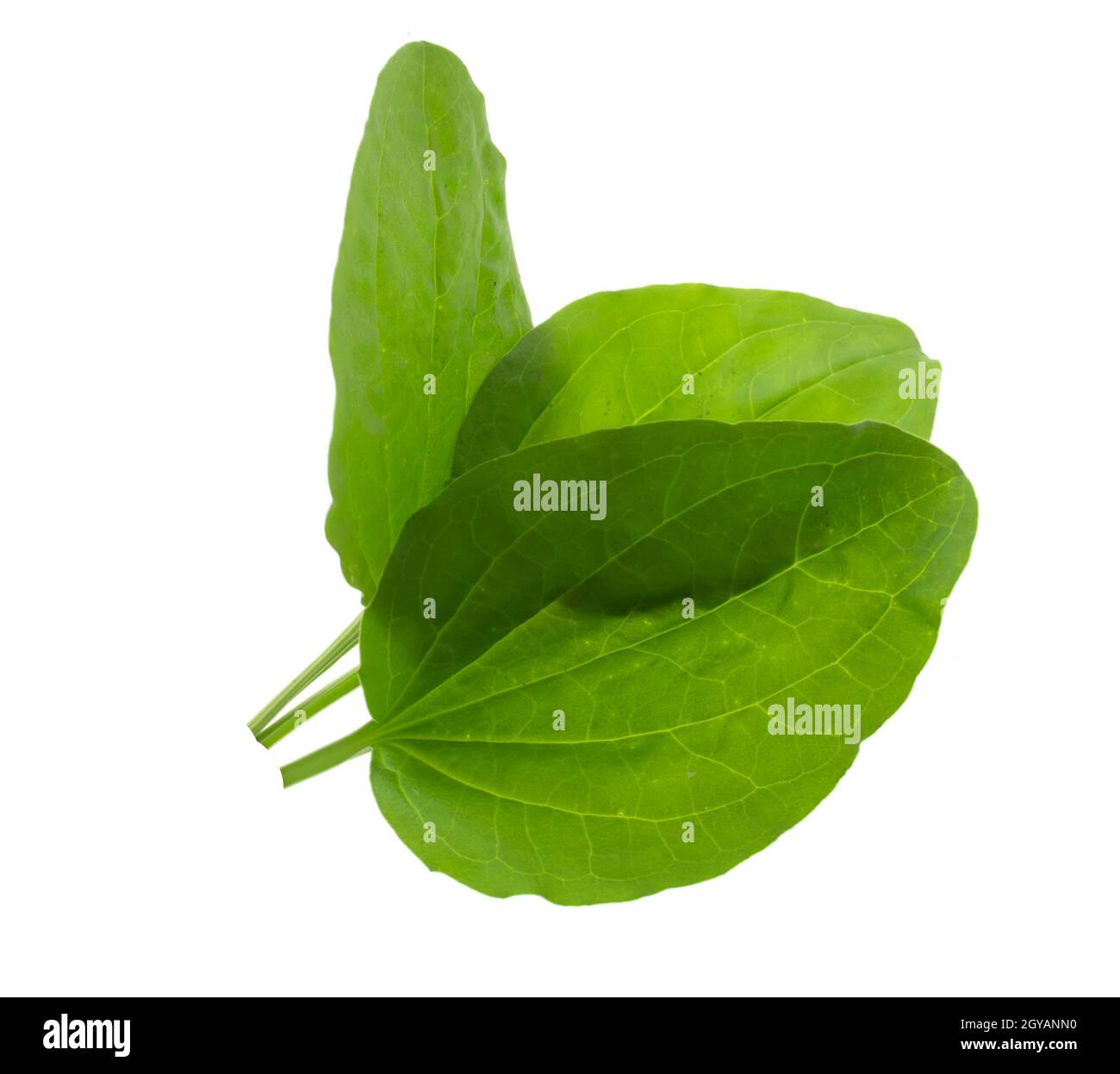 Close-up of plantago leaves isolated on white background Stock Photo ...