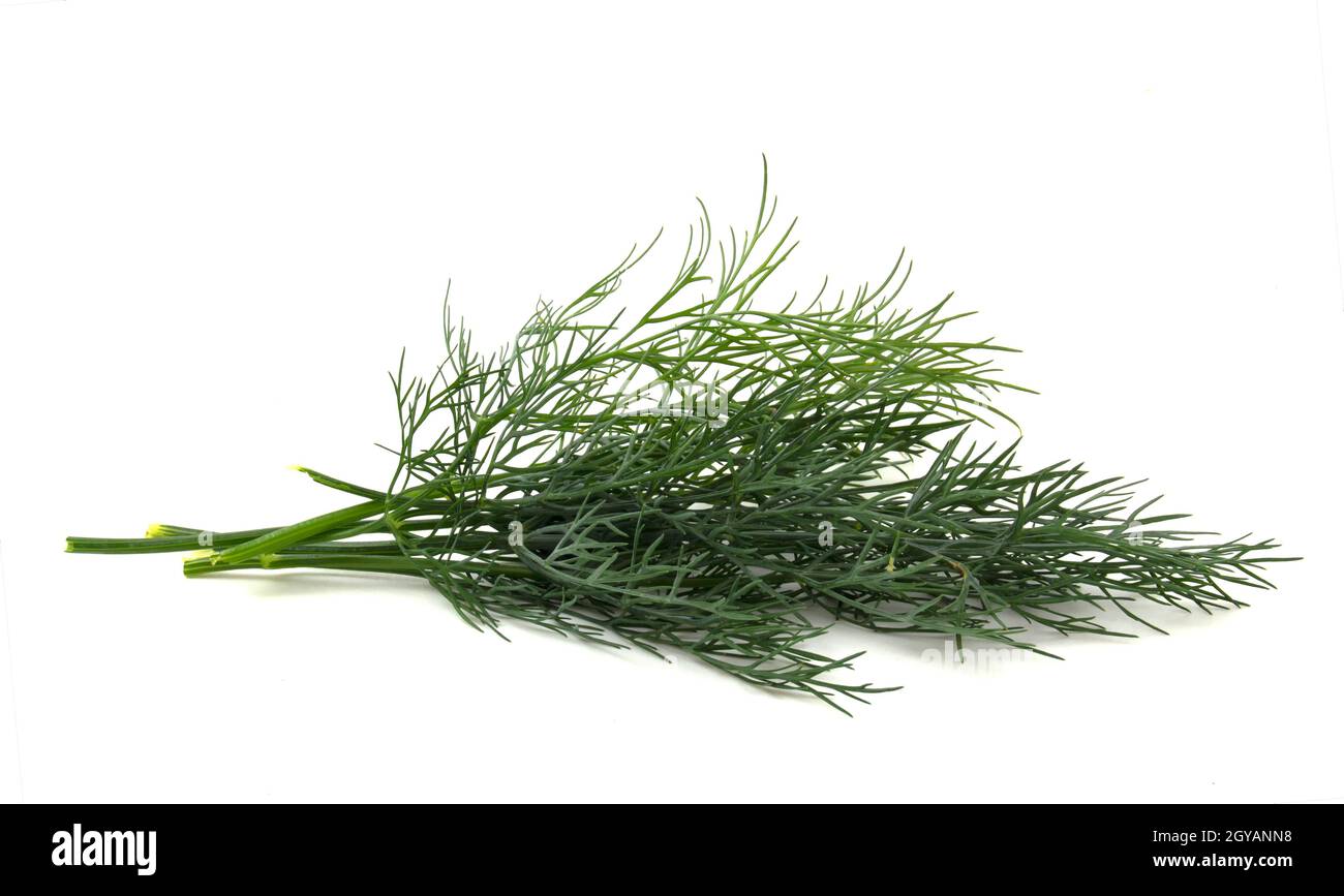 Bunch of fresh dill isolated on white background. Greens ingredient for ...