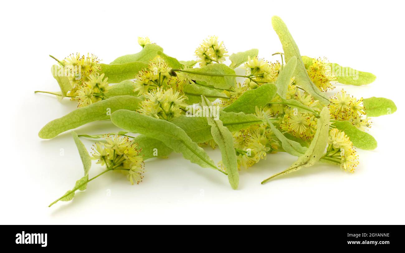Linden flowers isolated on white background Stock Photo - Alamy