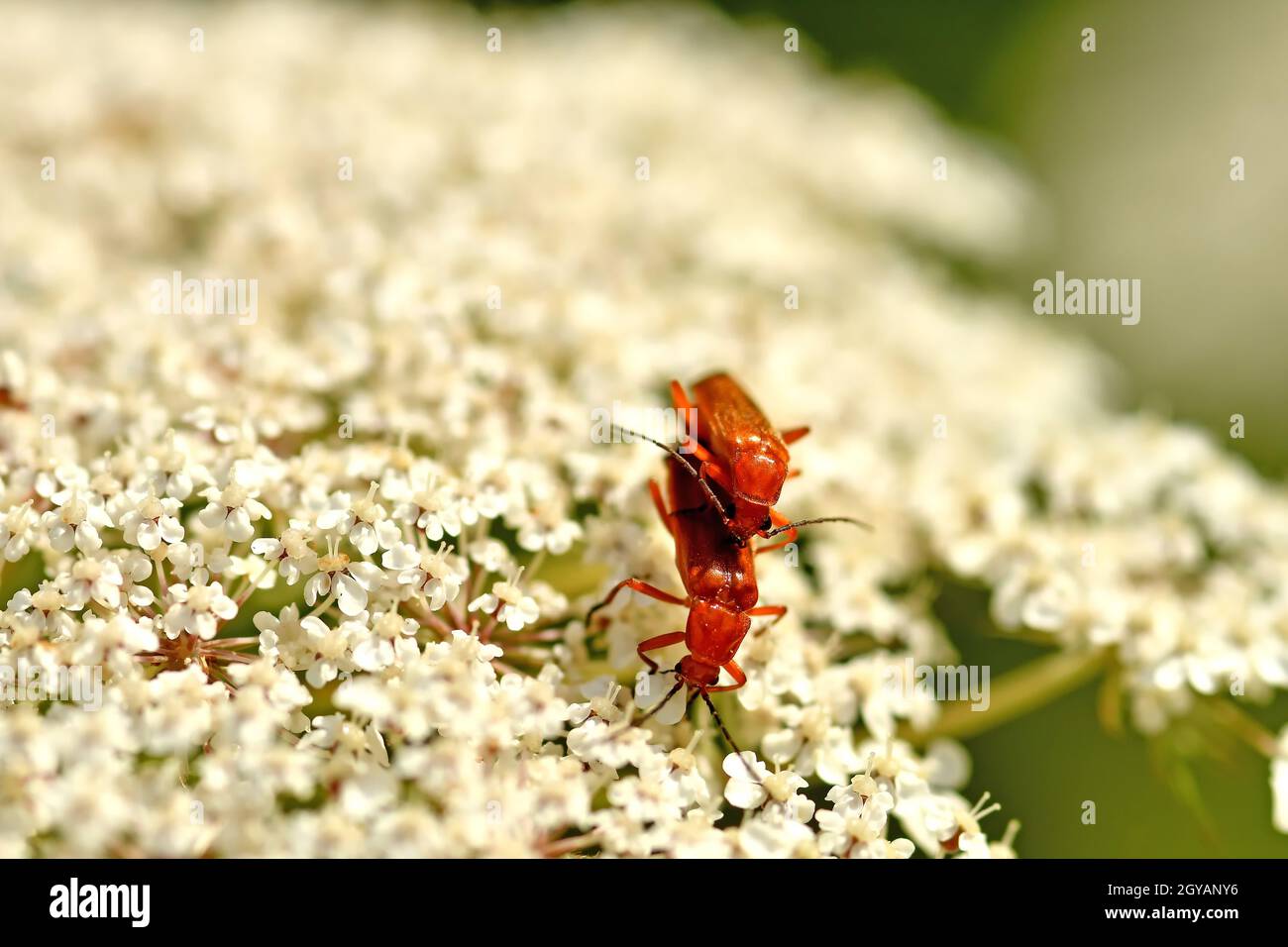 Insects wild carrot flower hi-res stock photography and images - Alamy