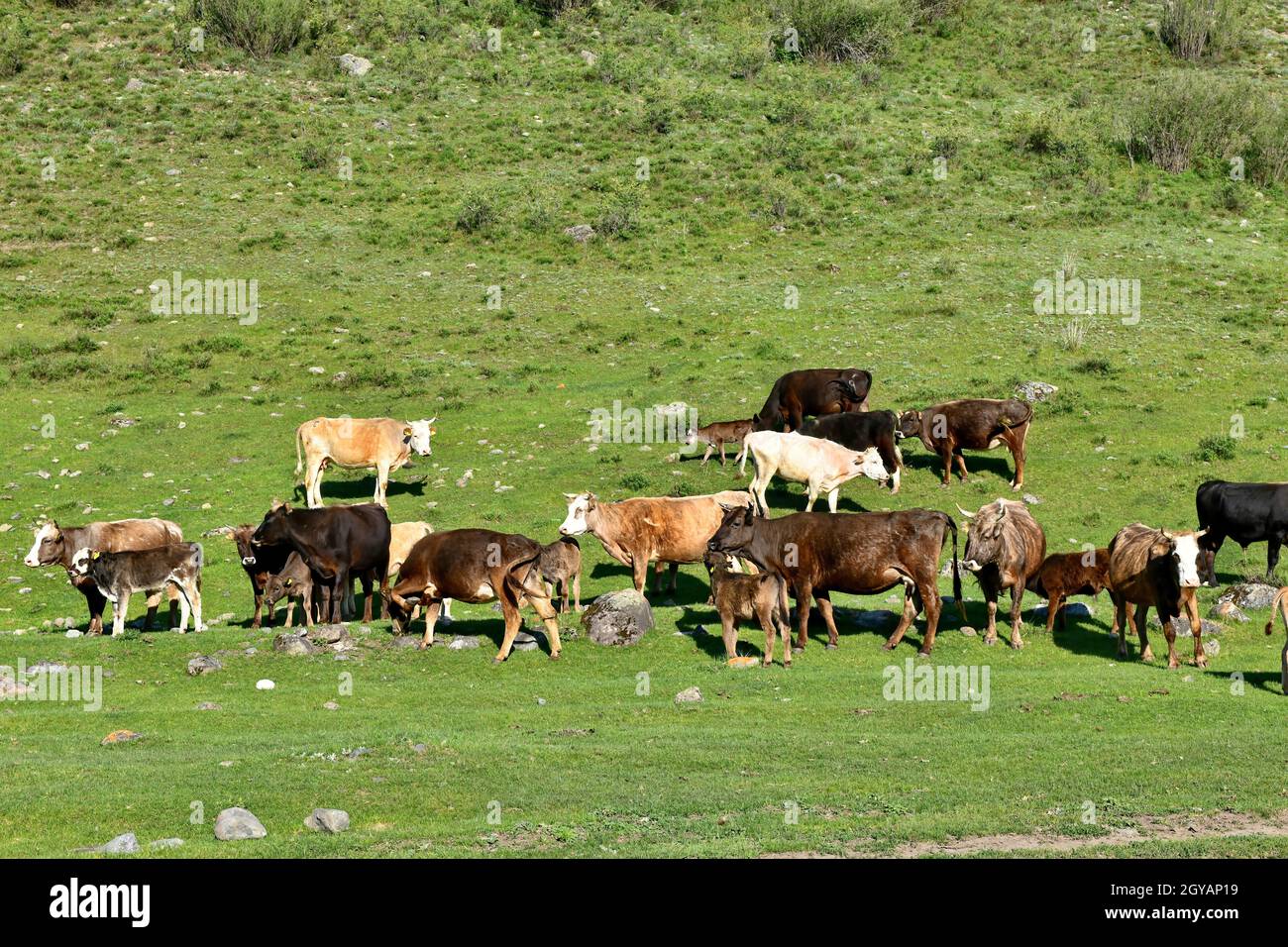 Herd cow mountain landscape hi-res stock photography and images - Alamy