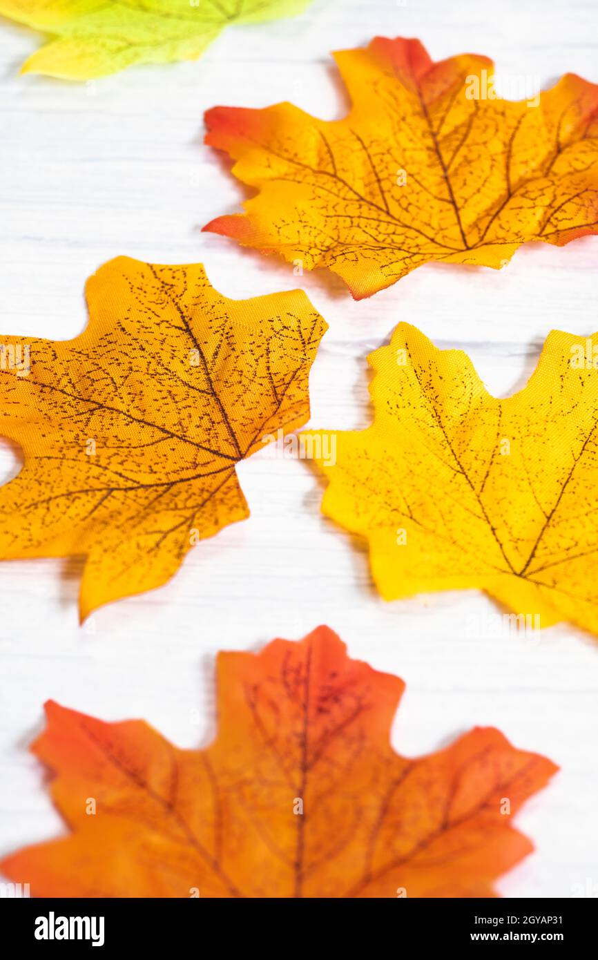 Background Group Of Colorful Autumn Orange Maple Leaves On White Wooden