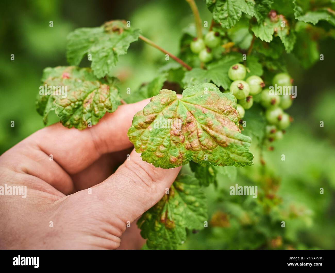 Common Plant Diseases. Peach leaf curl on currant leaves. Puckered or ...