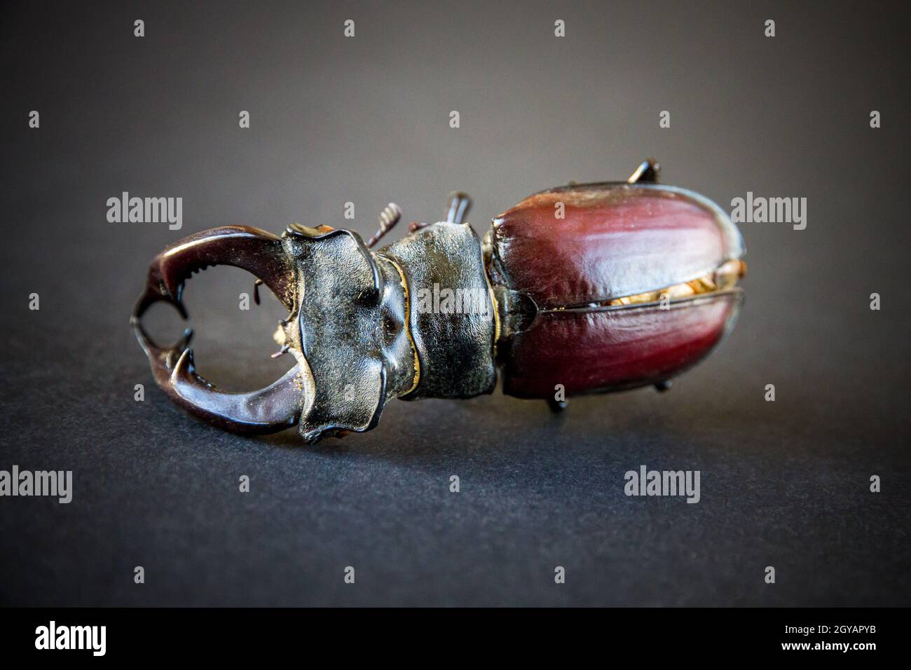 Dried european stag beetle on black background Stock Photo - Alamy