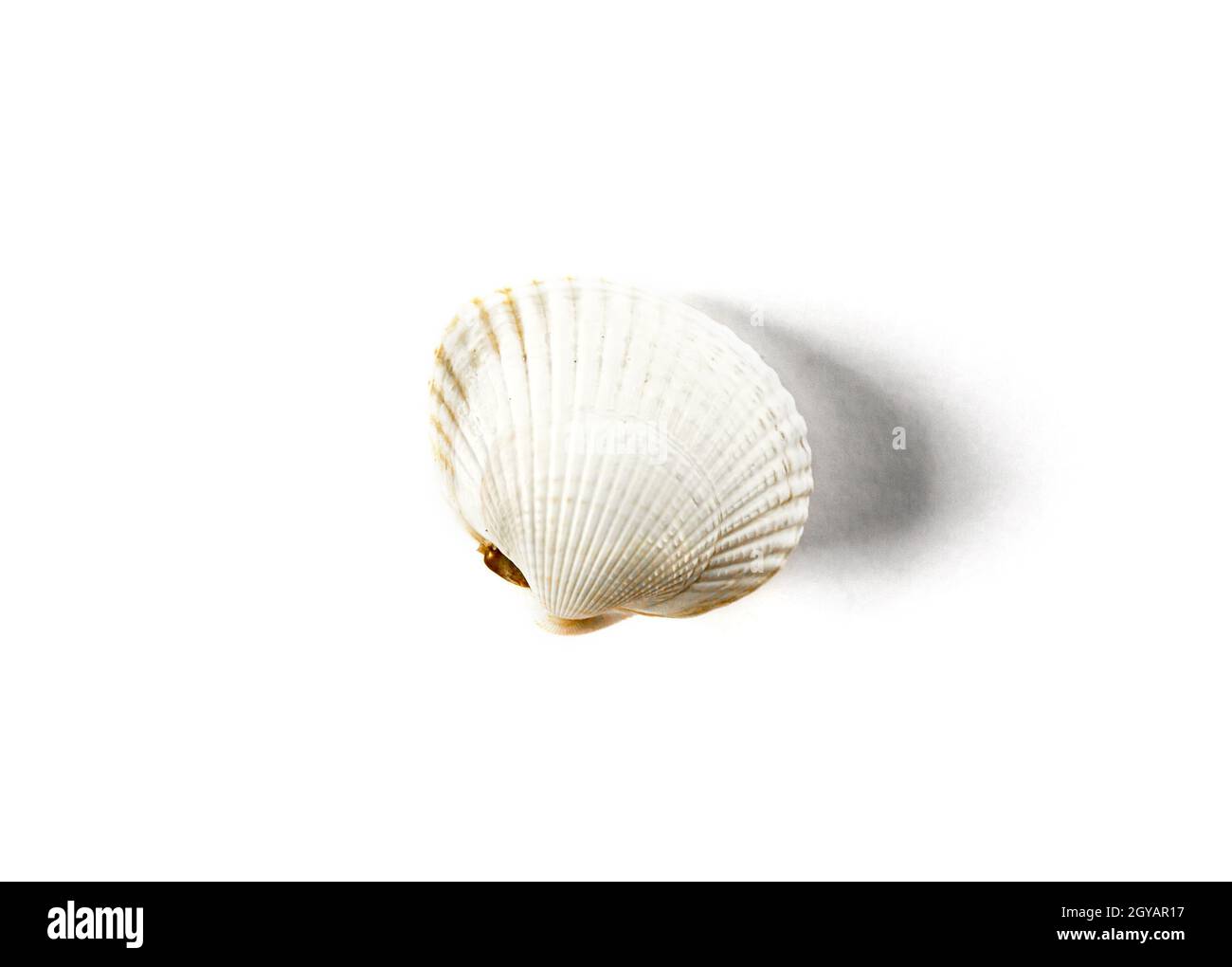 White sea shell isolated on white background Stock Photo - Alamy