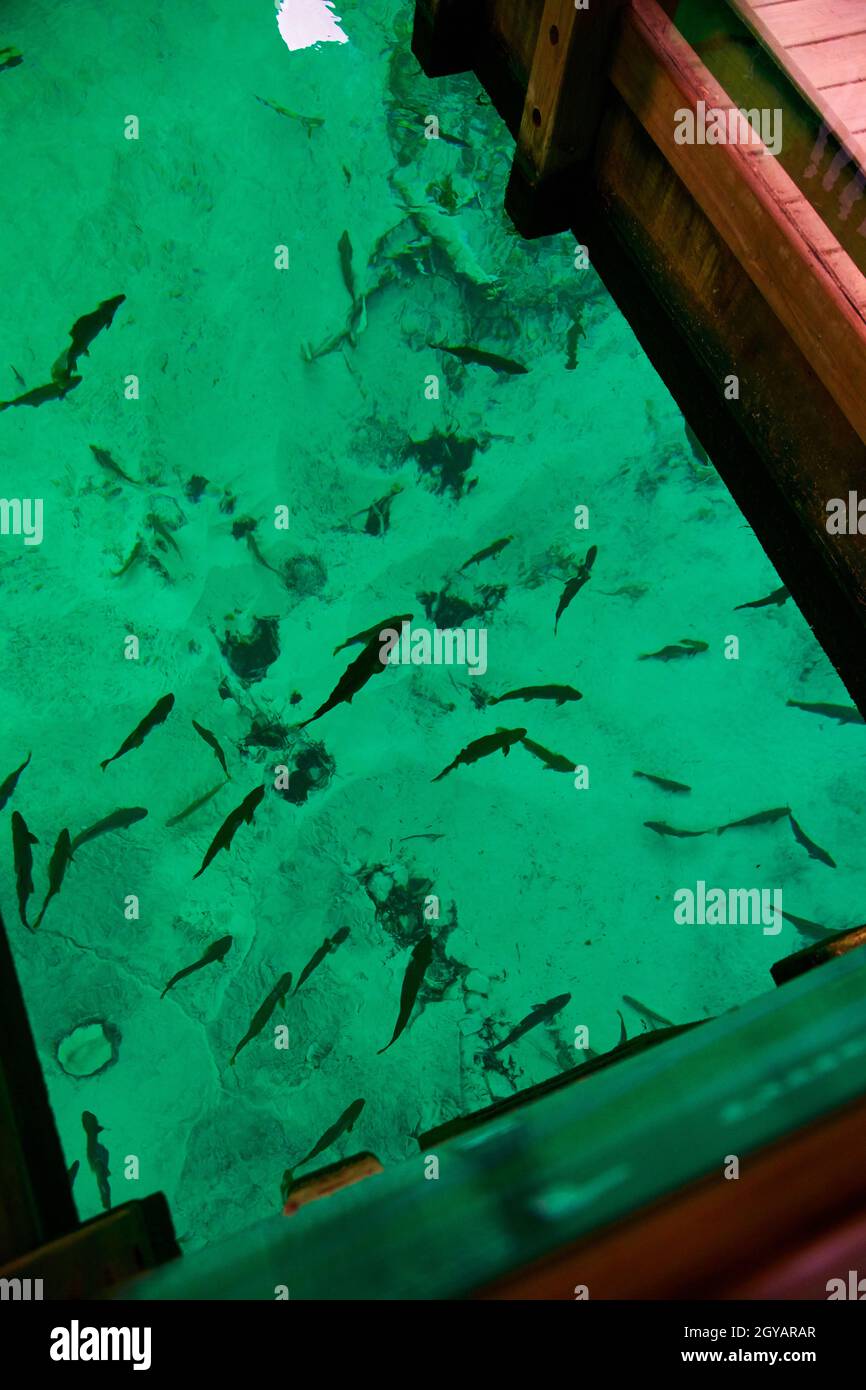 Open boat bottom reveals teal water with fish swimming underneath in ...