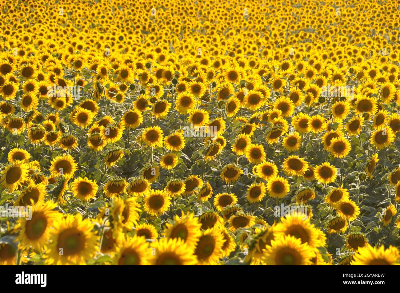 sun flower field Stock Photo - Alamy