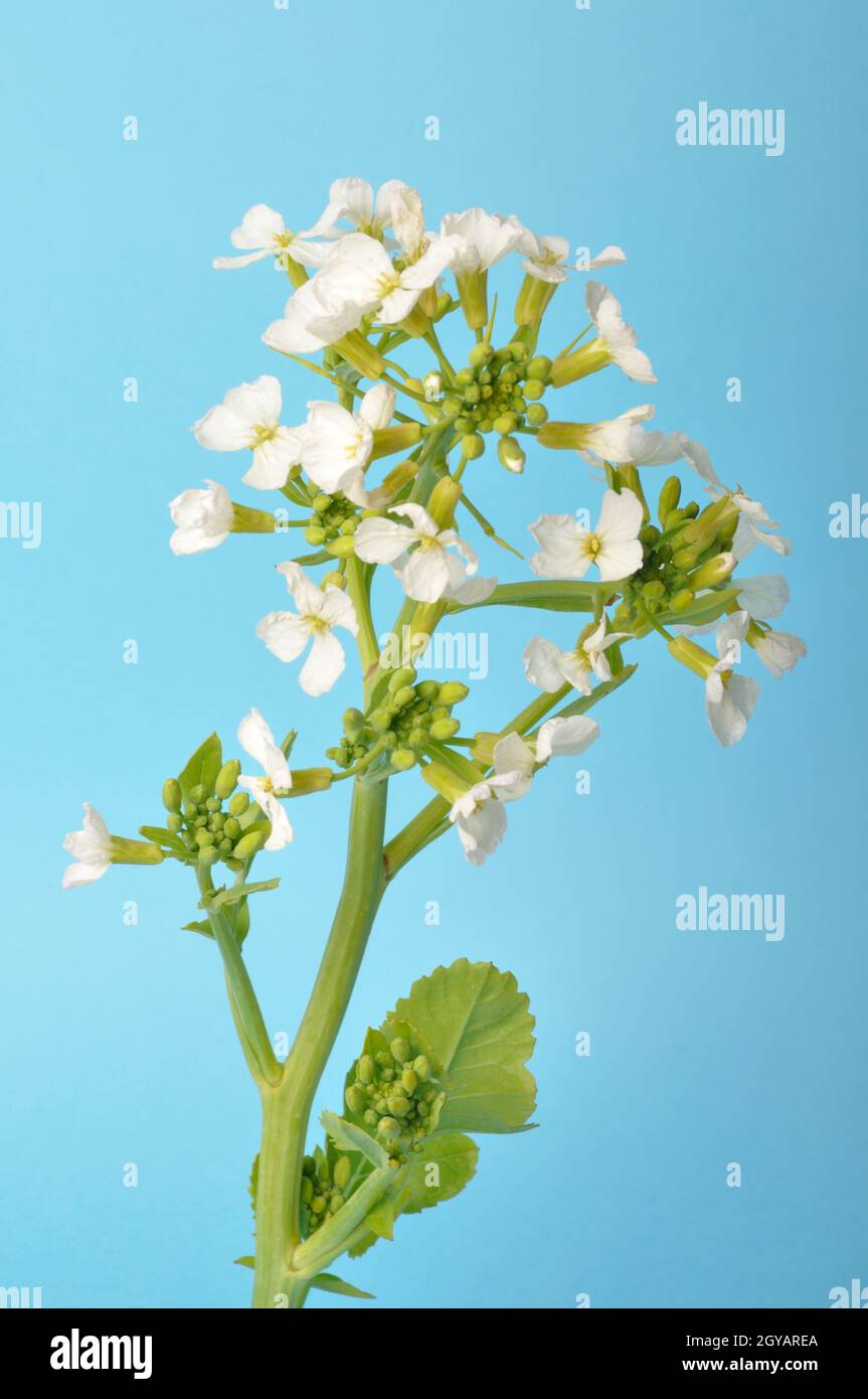 Use of fertilizer in mustard crop hi-res stock photography and images ...