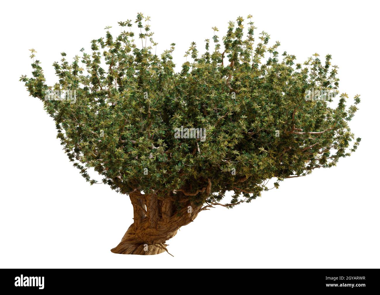 3D rendering of a green olive tree isolated on white background Stock ...