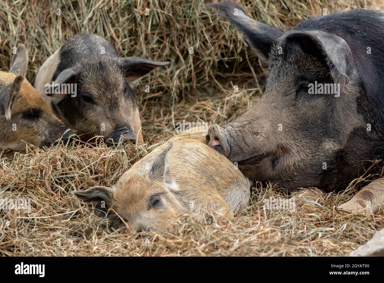 Mother pig lying on dry grass with its baby piglets Stock Photo - Alamy