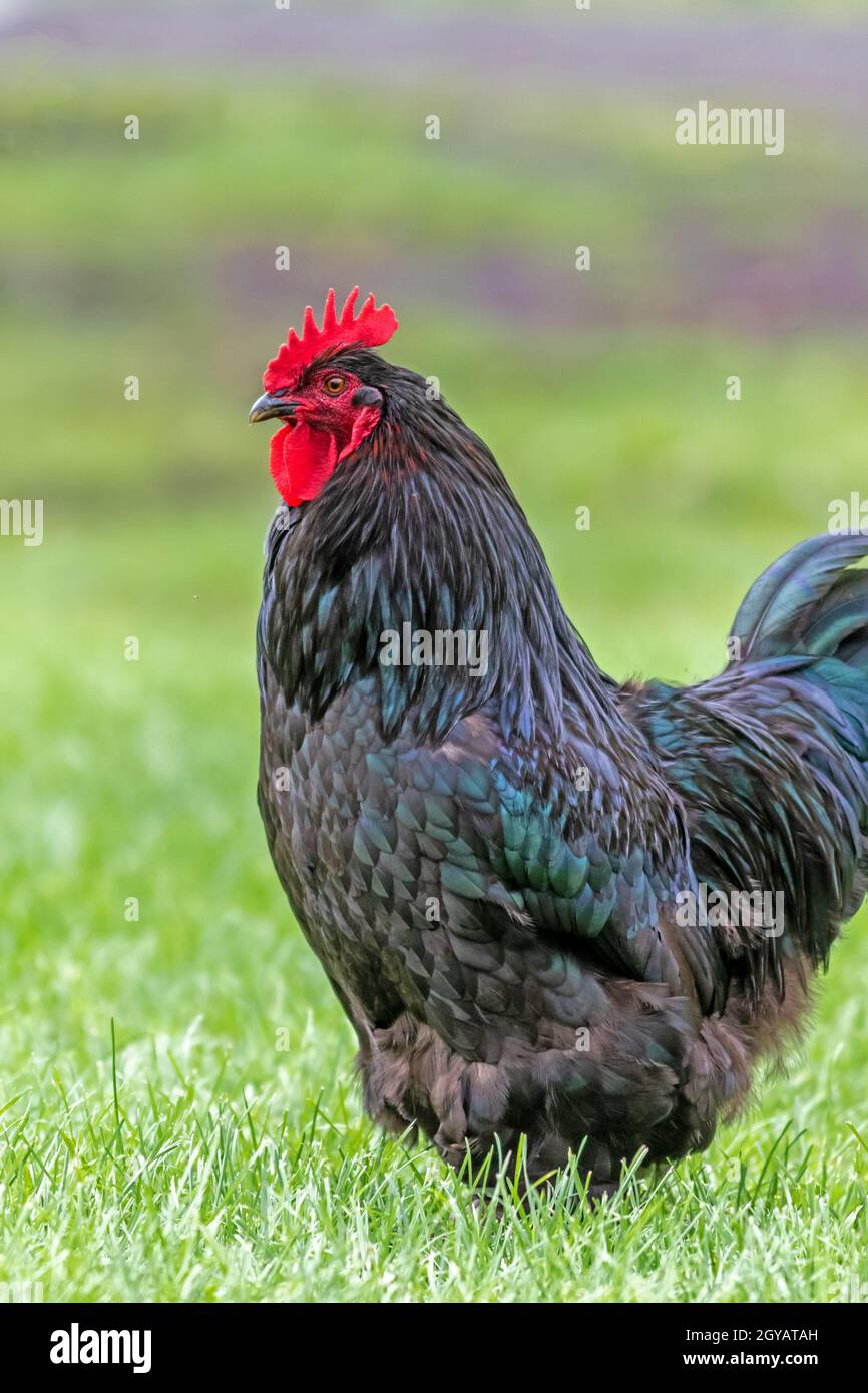 Black Buff Orpington Roosters