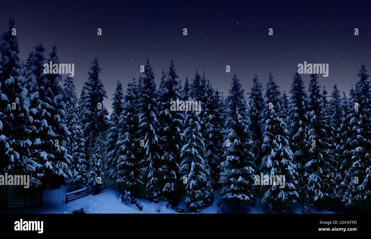 Night landscape, tall spruce trees covered with snow in the night ...