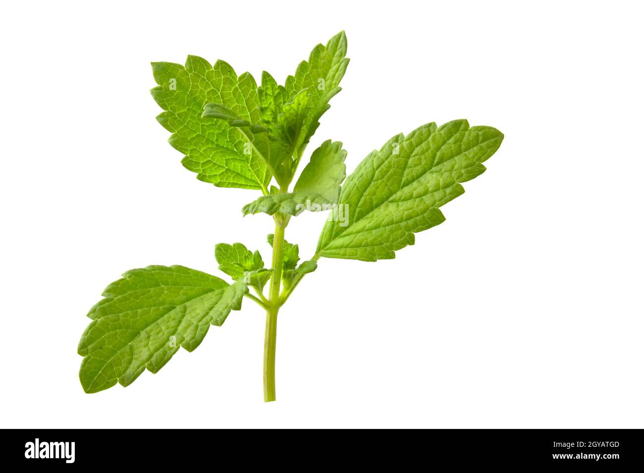 Fresh mint branch isolated on white background. Full focus of the plant ...