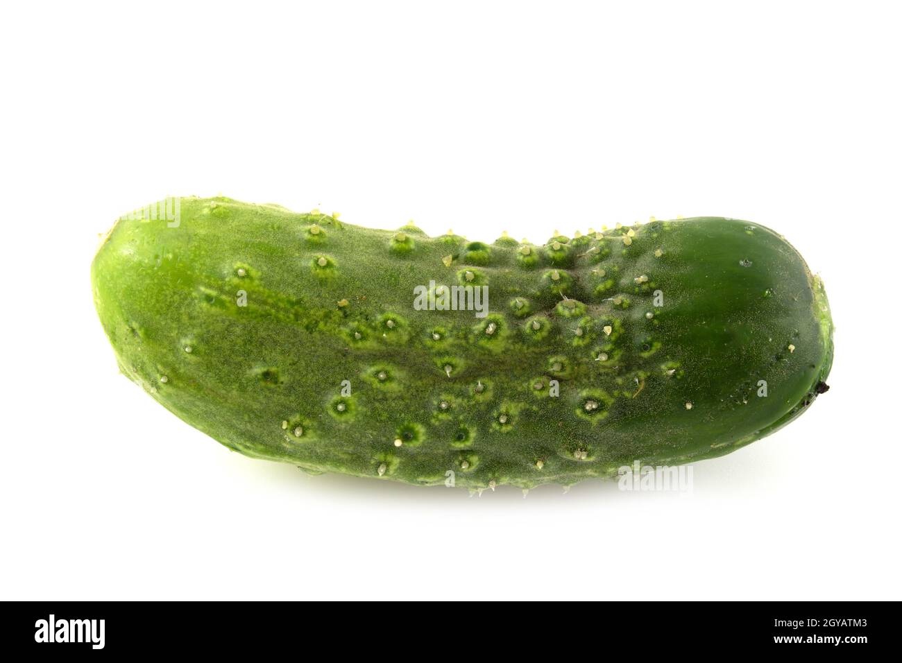 Isolated cucumber. One bended curved cucumber on white background with ...