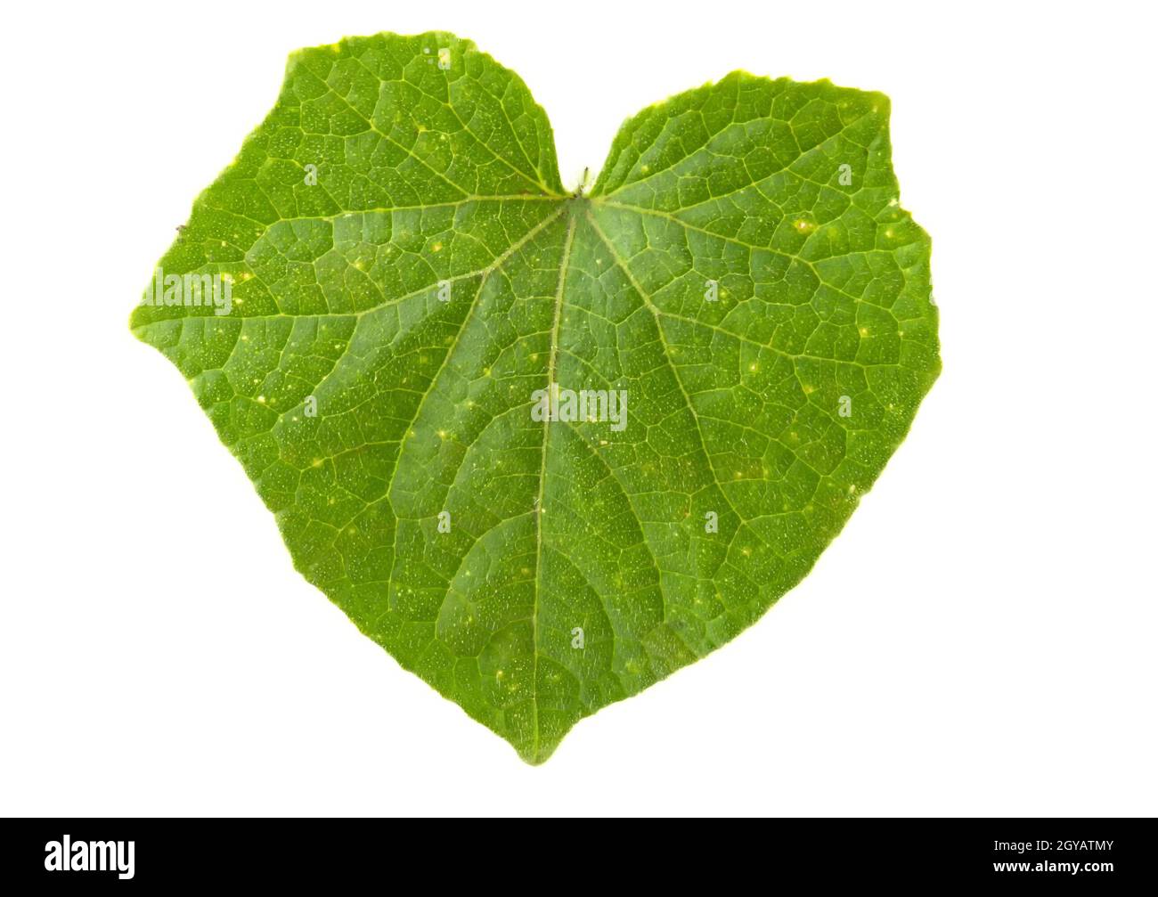 Green cucumber leaf isolated on white background Stock Photo - Alamy
