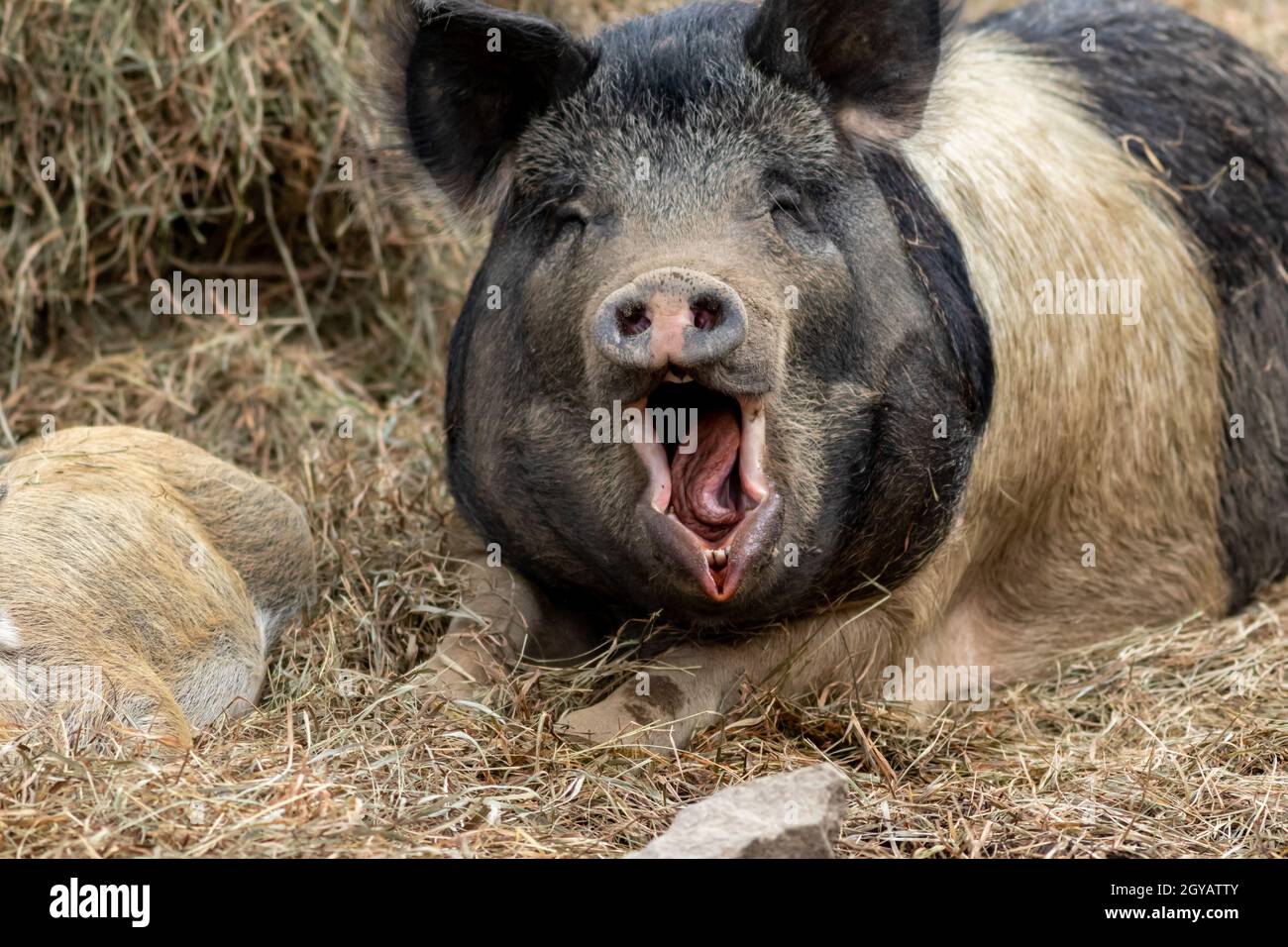 Domestic pig lying on dry grass and yawning Stock Photo - Alamy