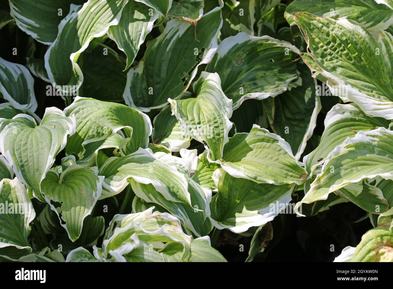 Variegated wavy leaved plantain lily, Hosta undulata variety ...