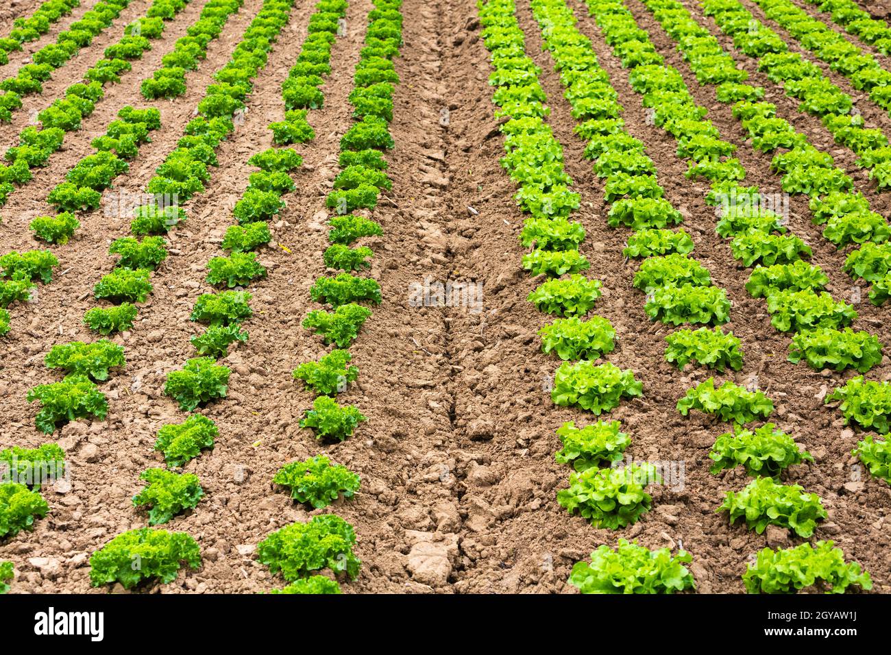 different salat plants growing in rows on the field Stock Photo - Alamy