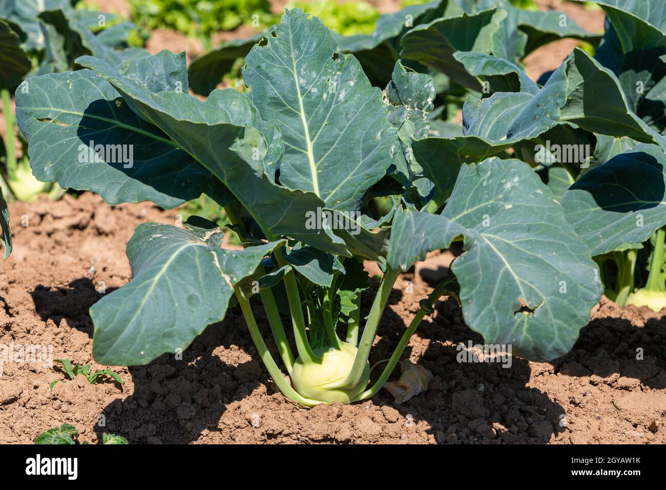 Kohlrabi plant hi-res stock photography and images - Alamy