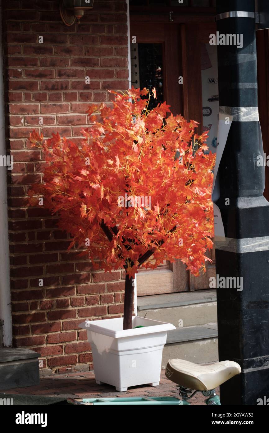 Vibrant Tree with Fall Foliage in Shopping District Stock Photo - Alamy