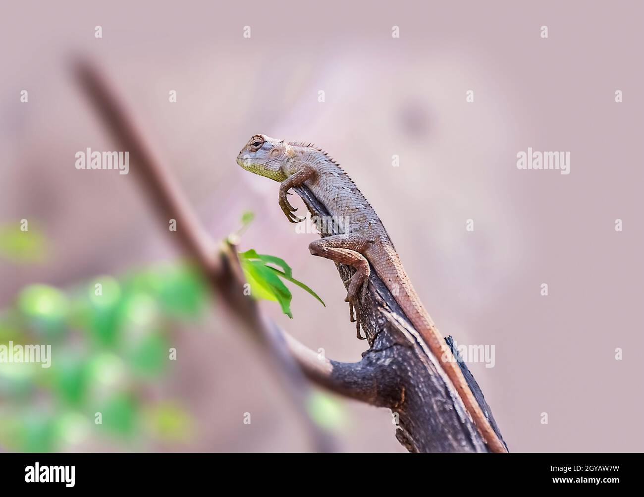 Wildlife. Indian Oriental Garden Lizard Calotes versicolor, detail eye ...