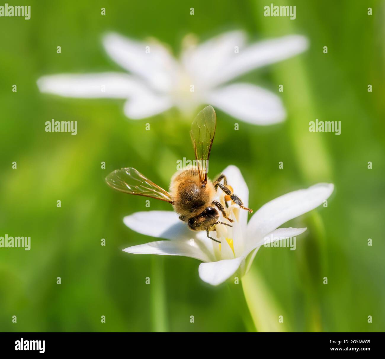 Macro of a bee pollinating on a flower blossom Stock Photo - Alamy
