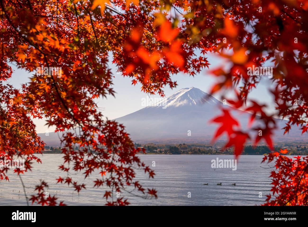Mt. Fuji in autumn with red maple leaves at Kawaguchigo lake Japan ...