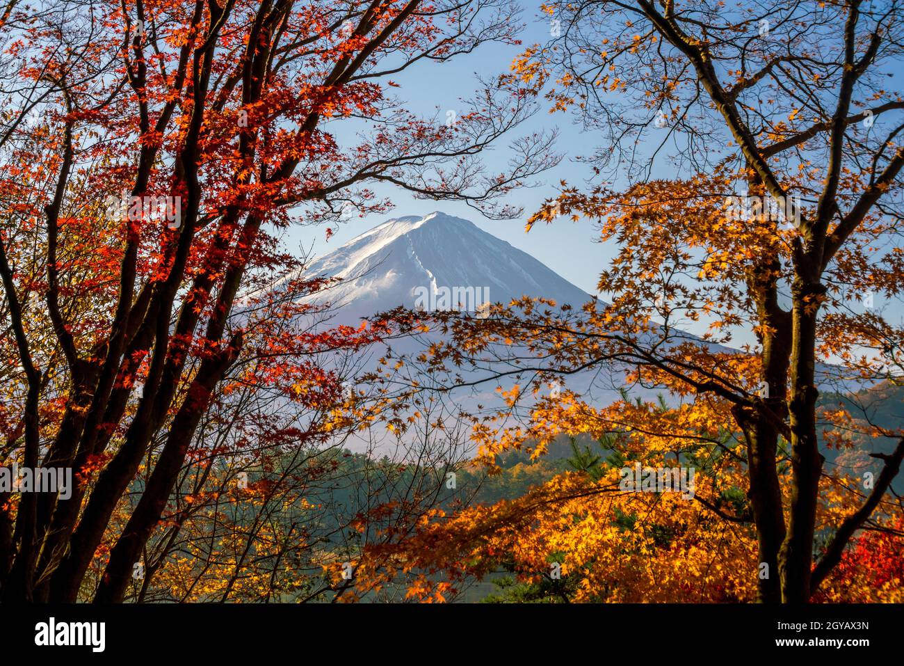 Mt. Fuji in autumn with red maple leaves at Kawaguchigo lake Japan ...