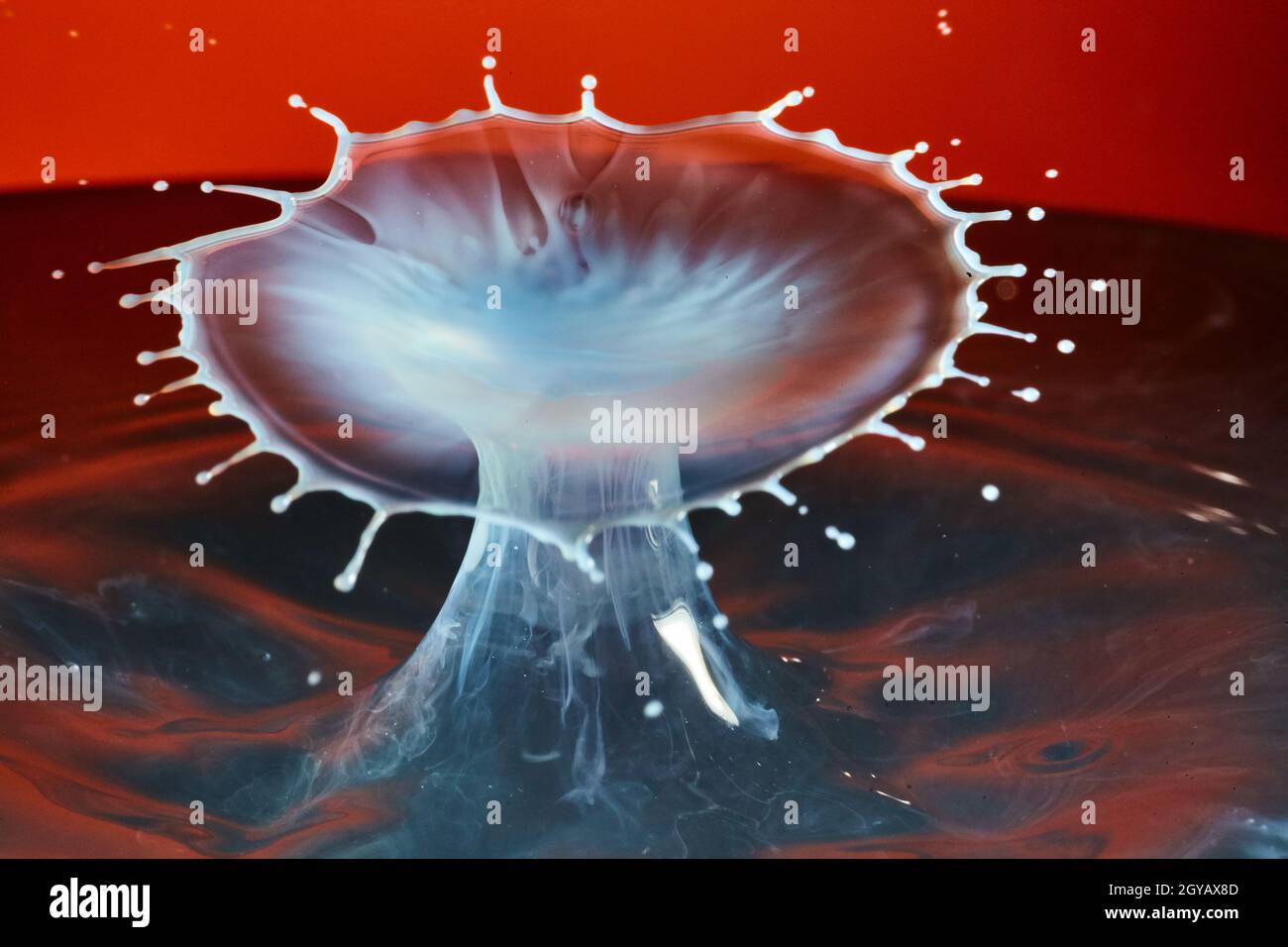 Crimson and white mushroom water drop Stock Photo - Alamy