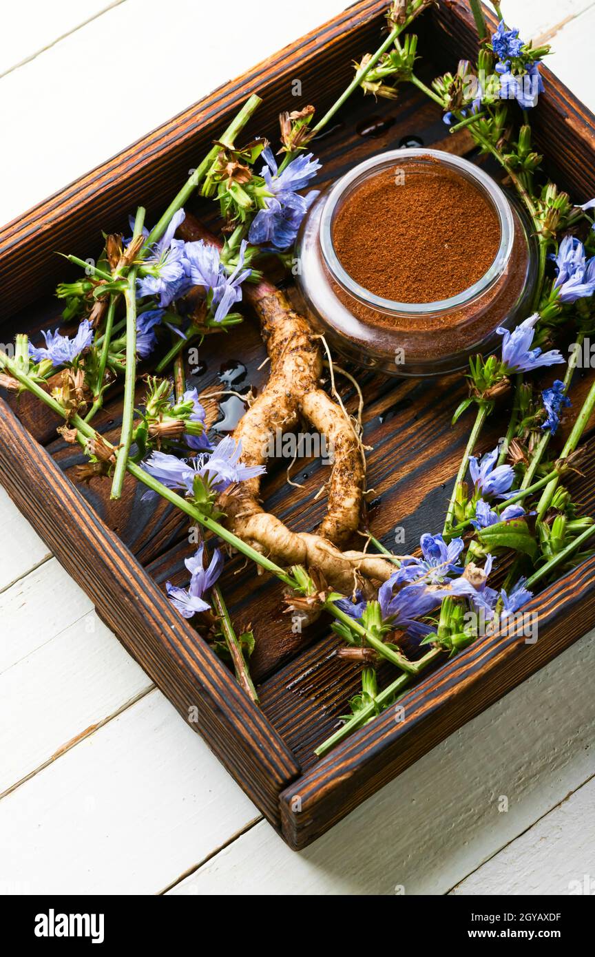 Chicory root and chicory flowers,weed. Wild plant in herbal medicine ...