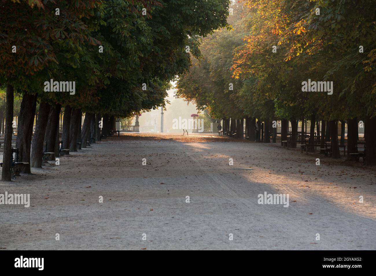 Chestnut tree in paris france hi-res stock photography and images - Alamy