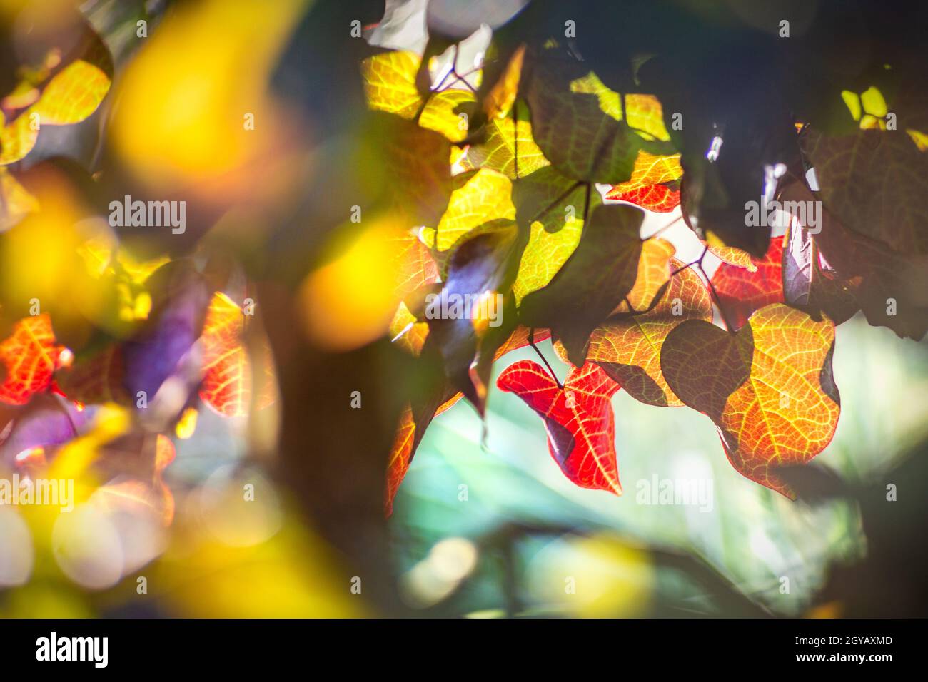 Judas tree leaves hi-res stock photography and images - Alamy