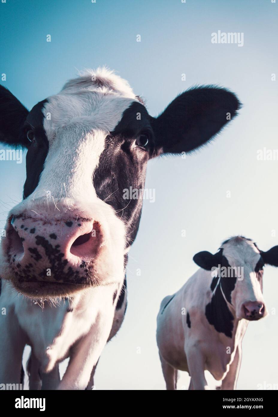 low angled shoot of black and white cows Stock Photo - Alamy