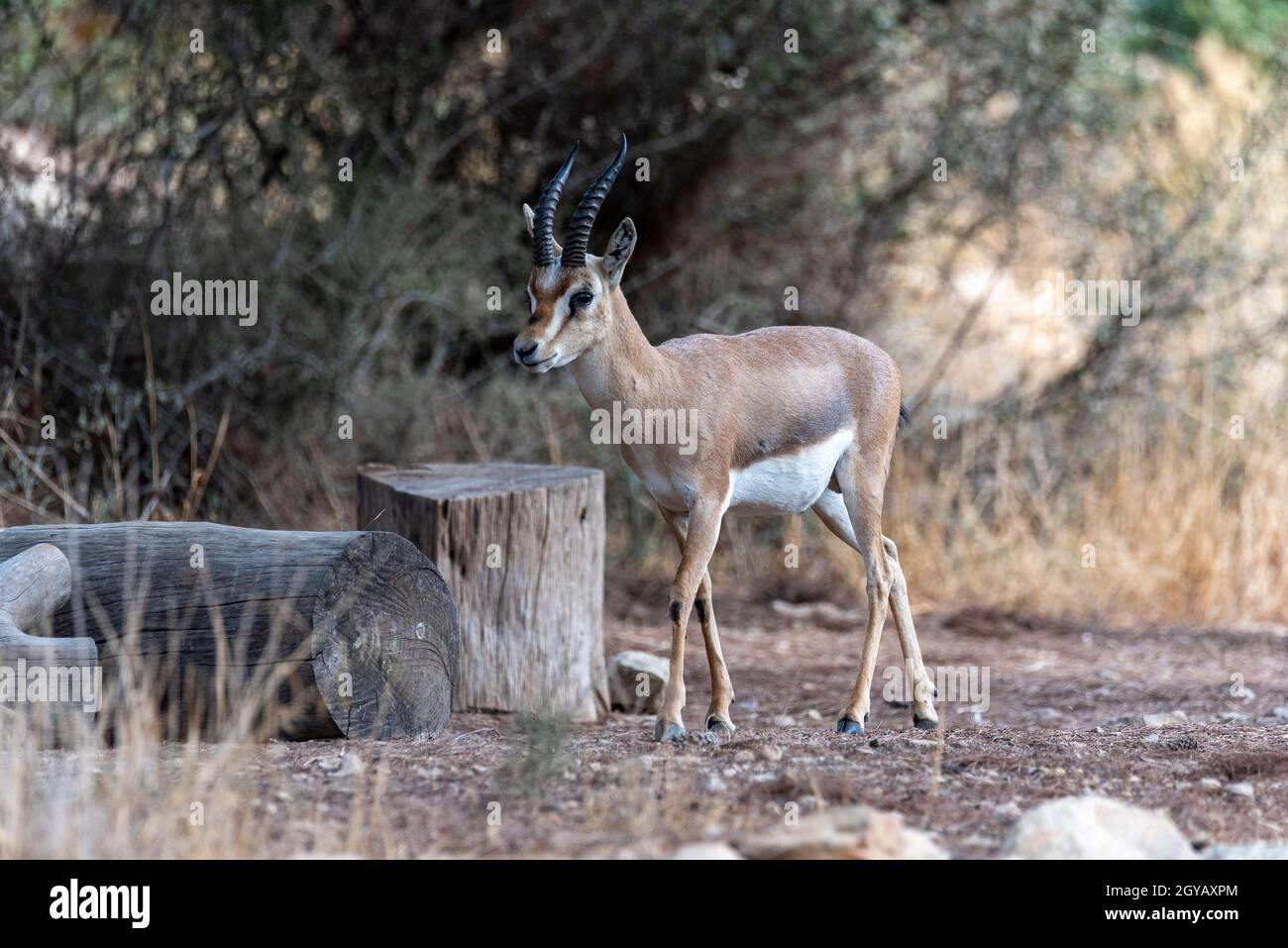 A male mountain gazelle in gazelle valley national park, Jerusalem ...