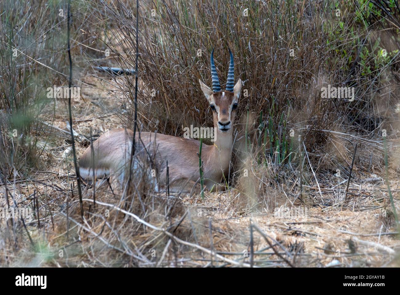 Israel National Animal
