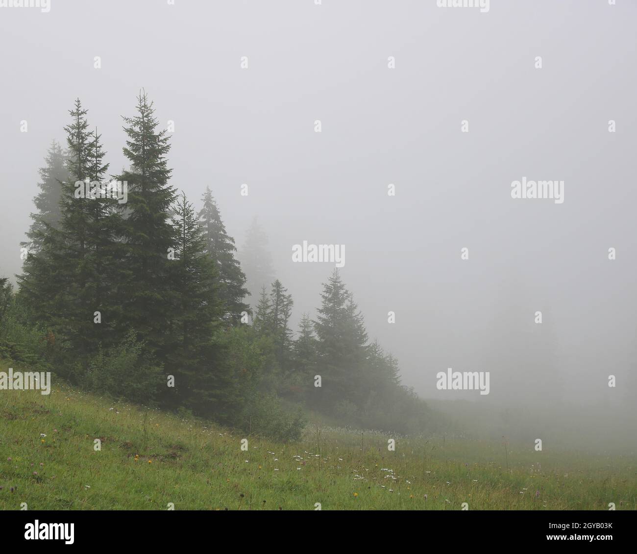 Fogy mist hi-res stock photography and images - Alamy