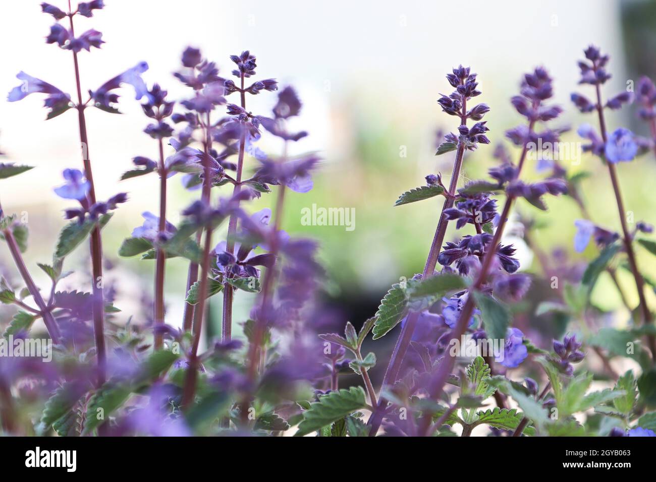 A garden of catmint plants in bloom growing Stock Photo - Alamy