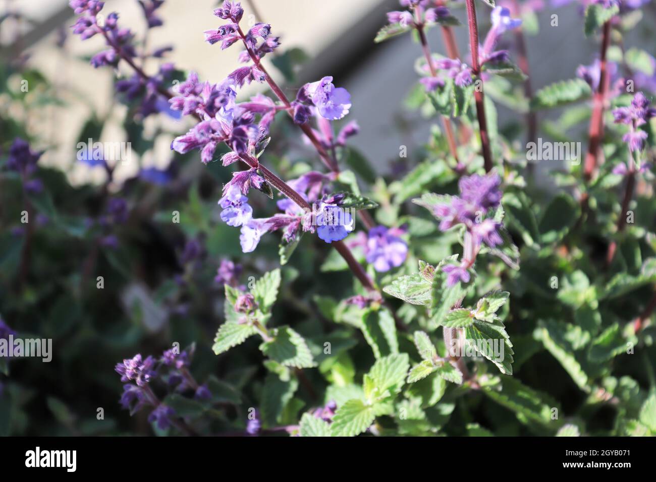 A garden of catmint plants in bloom growing Stock Photo - Alamy
