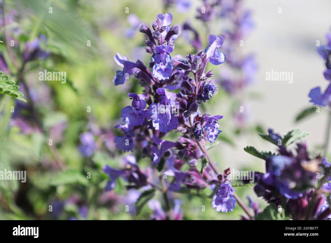 Closeup of the purple flowers on a catmint plant Stock Photo - Alamy