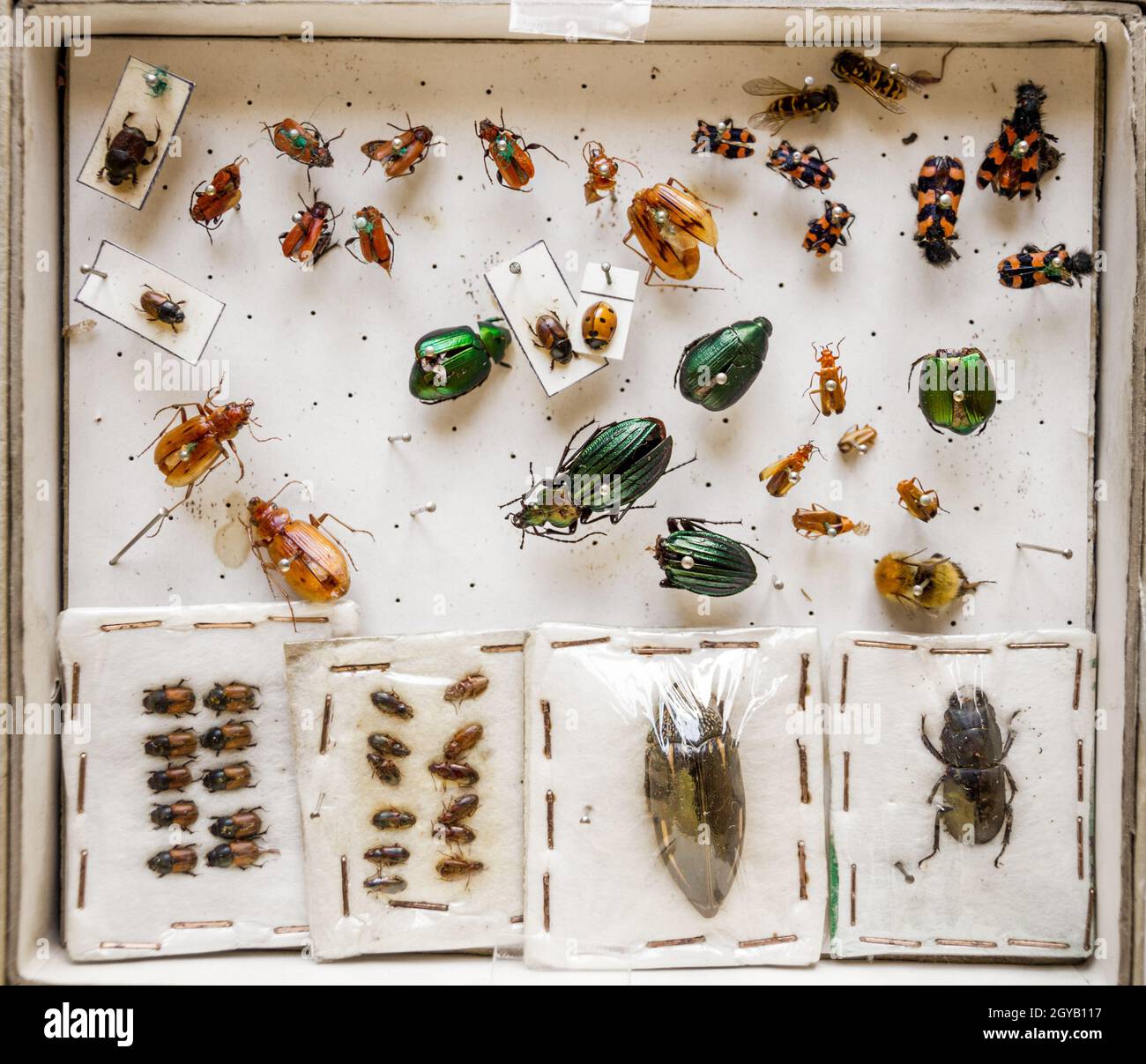 Dried insects hi-res stock photography and images - Alamy