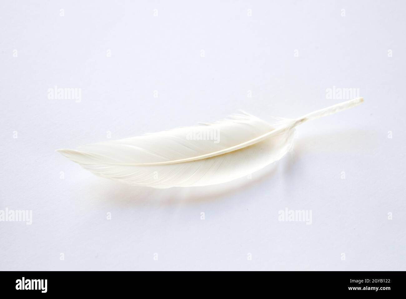 White bird wing feather on light background Stock Photo - Alamy