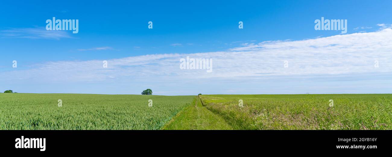 Path through a grain field on a sunny summer day, panorama Stock Photo ...