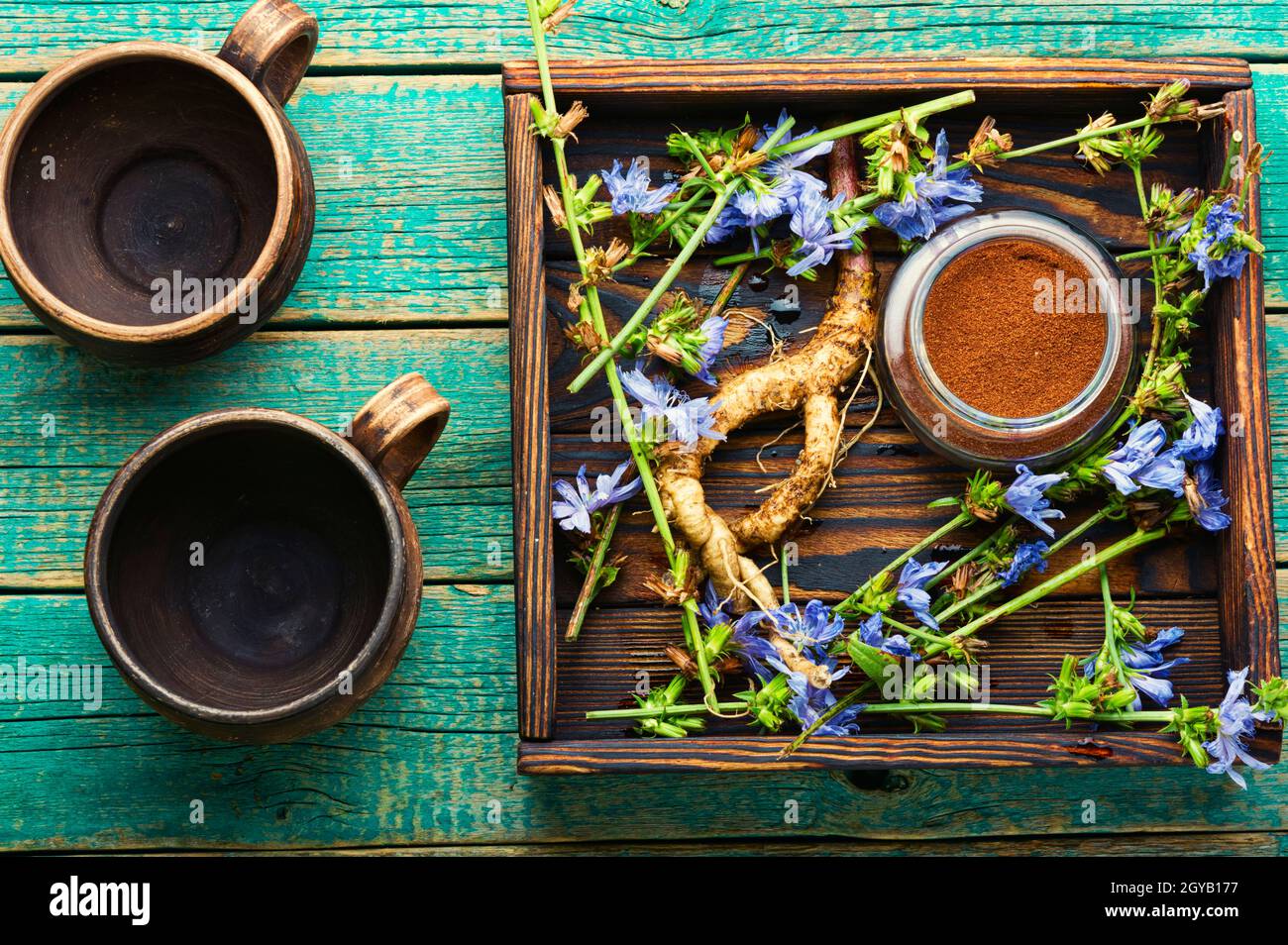 Chicory root and chicory flowers on rustic wooden background ...