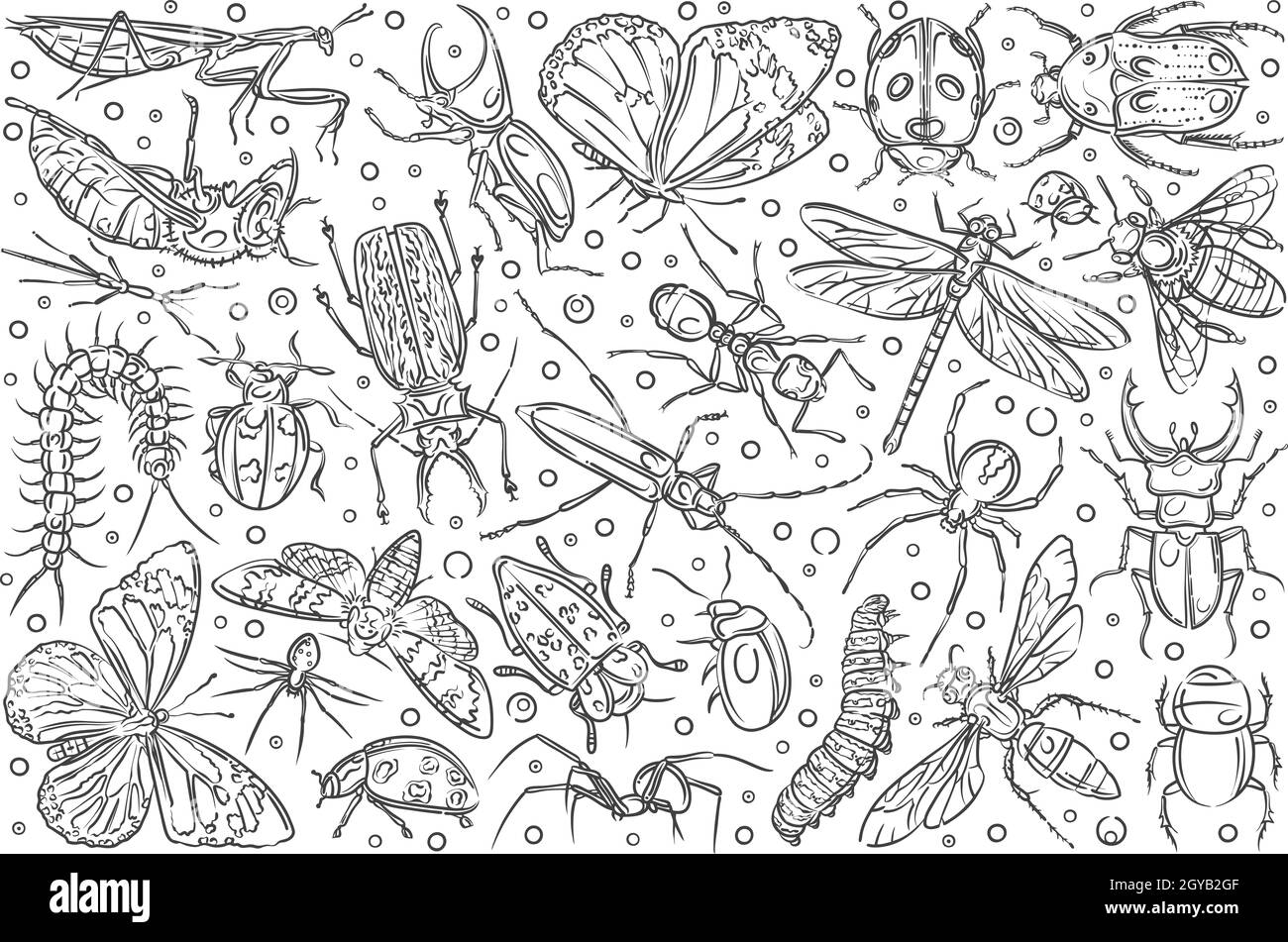 Hand drawn insects ant and butterfly. Dragonfly and beetle, spider and ...