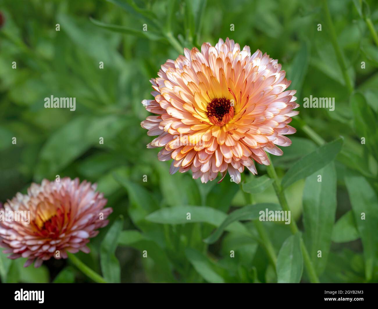 Marigold orange flash hi-res stock photography and images - Alamy