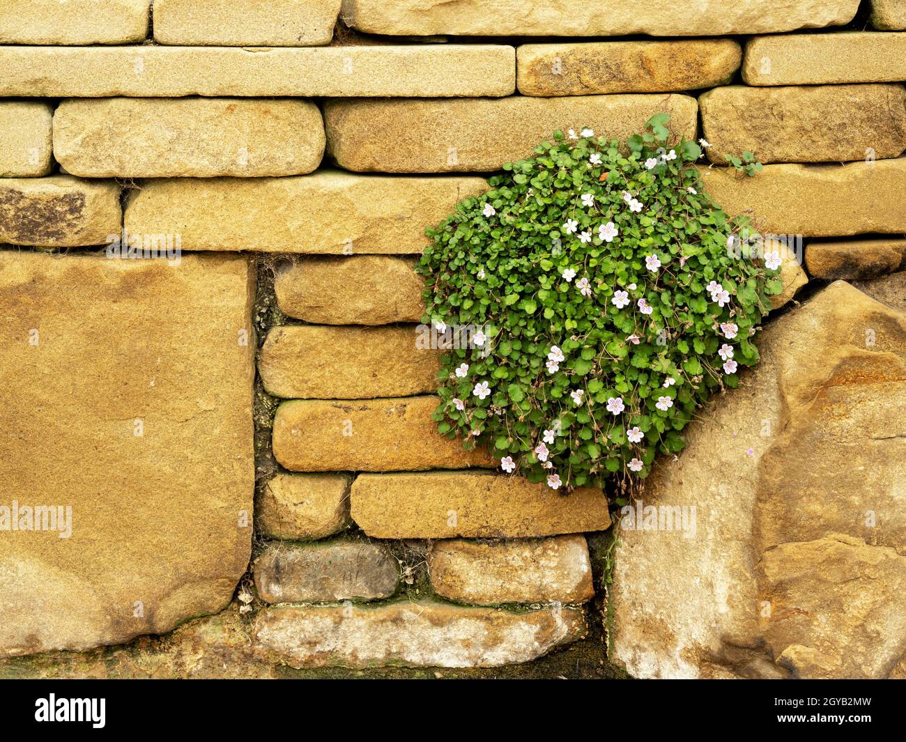 Fairy heronsbill plant or alpine geranium, Erodium reichardii ...