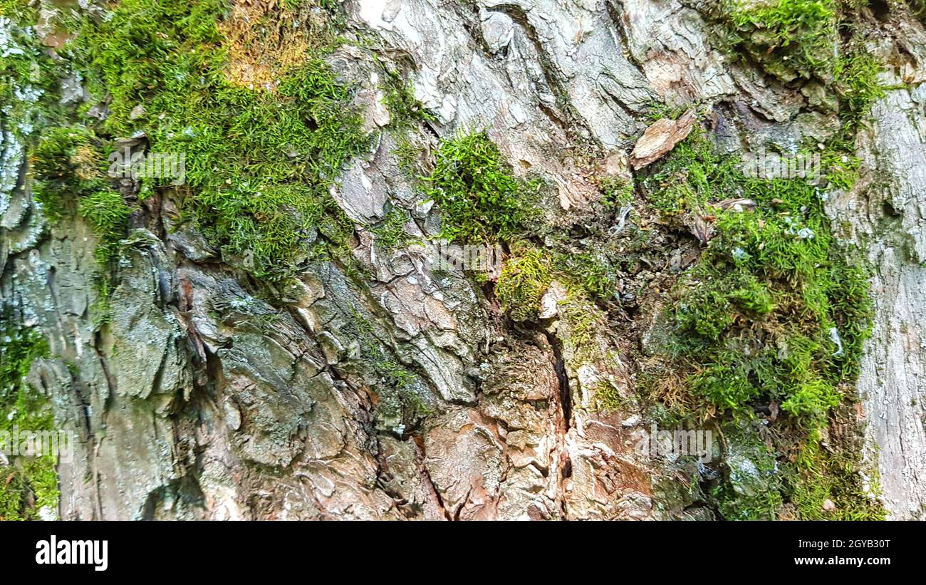 Green moss on a tree. Beautiful texture Stock Photo - Alamy