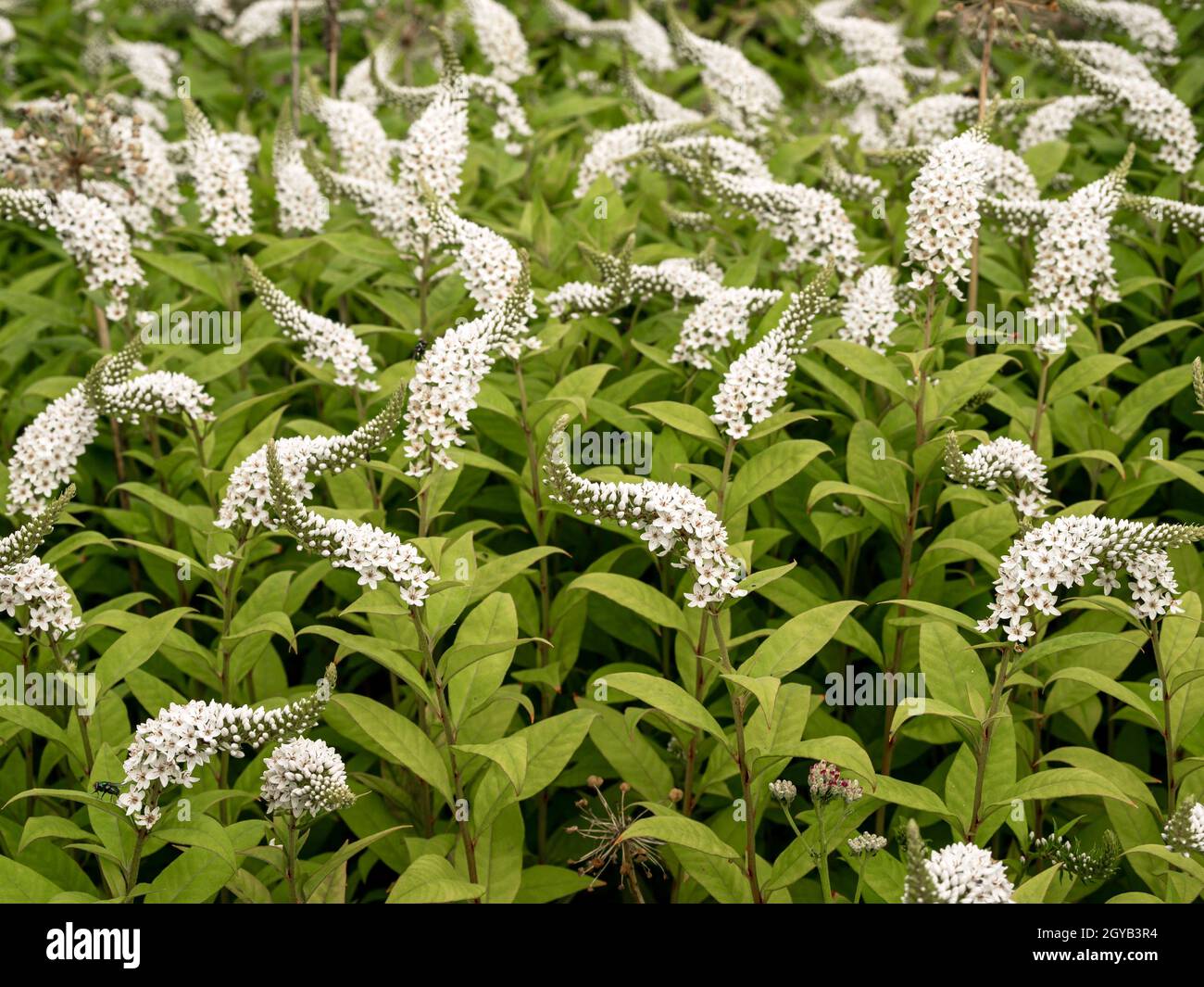 Closeup of the white flower spikes and green leaves of gooseneck loosestrife, Lysimachia ...
