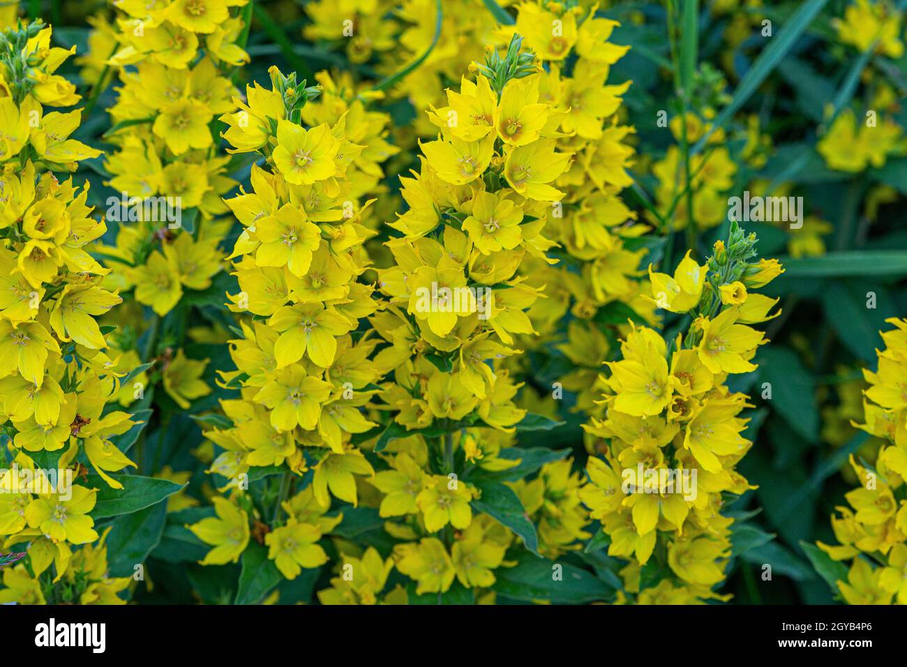 Beautiful yellow mountain flowers typical of the Alpine areas Stock ...