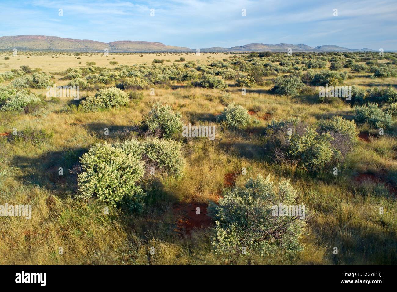 Scenic African savannah landscape in the Kalahari region of the ...